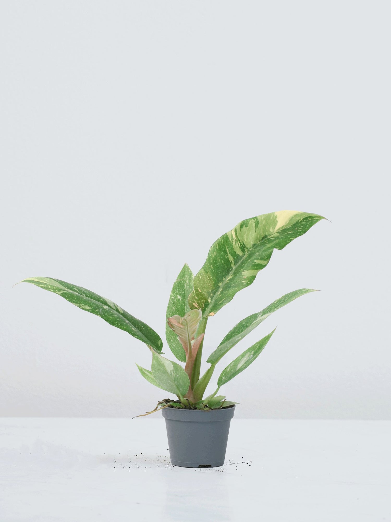Mini Philodendron 'Ring of Fire' | Köp Växter Online | Plantredo