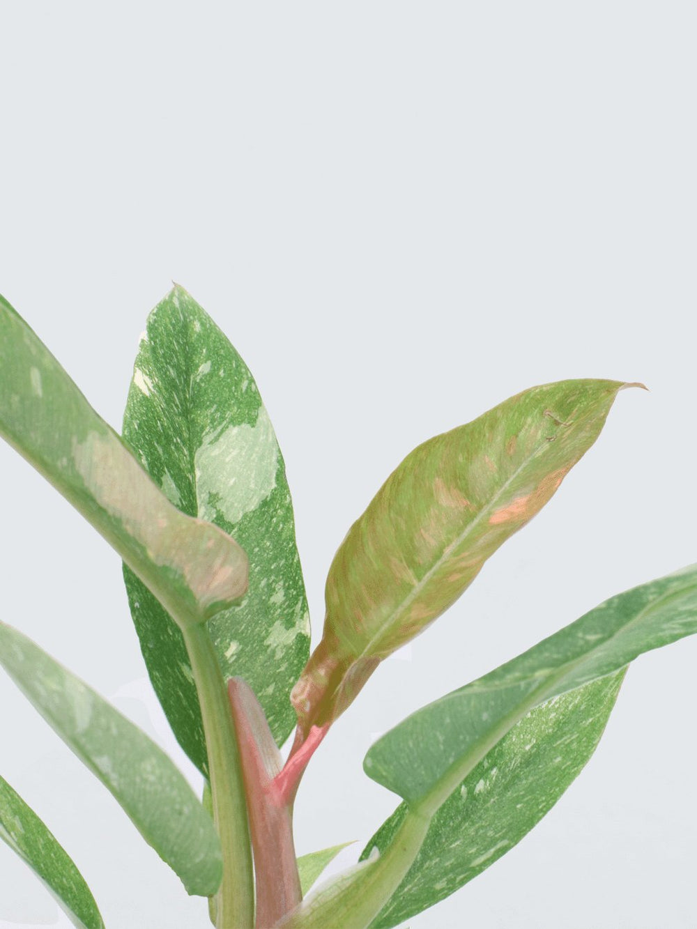 Mini Philodendron 'Ring of Fire' | Köp Växter Online | Plantredo