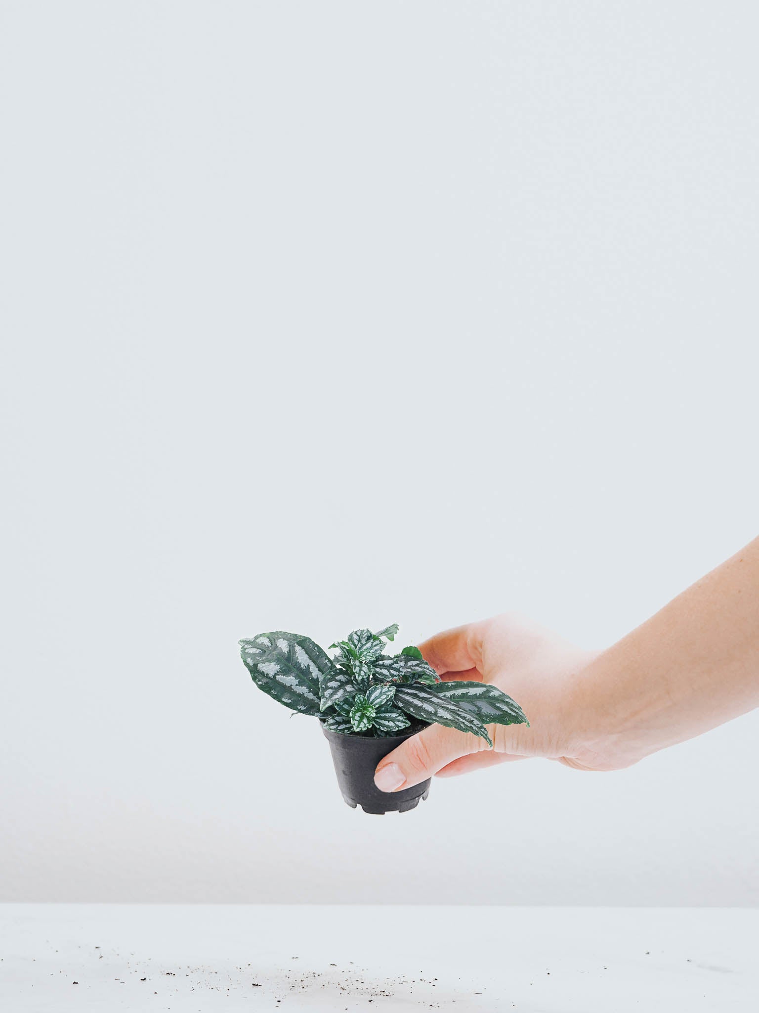 Mini Pilea cadierei | Köp Växter Online | Plantredo