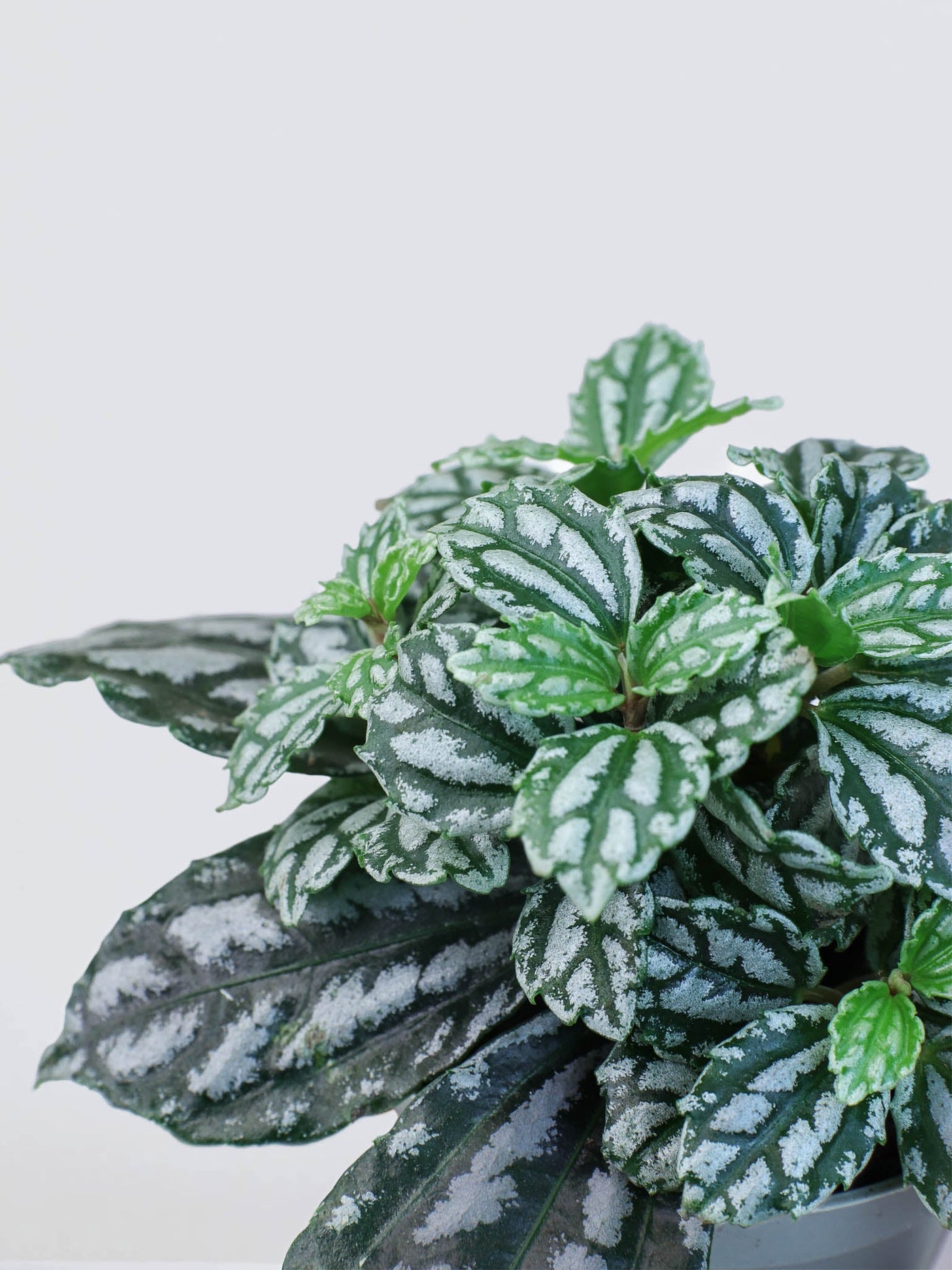 Mini Pilea cadierei | Köp Växter Online | Plantredo