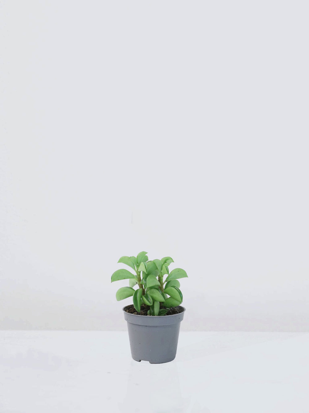 Mini Prayer Pepper | Peperomia dolabriformis | Köp Växter Online ...