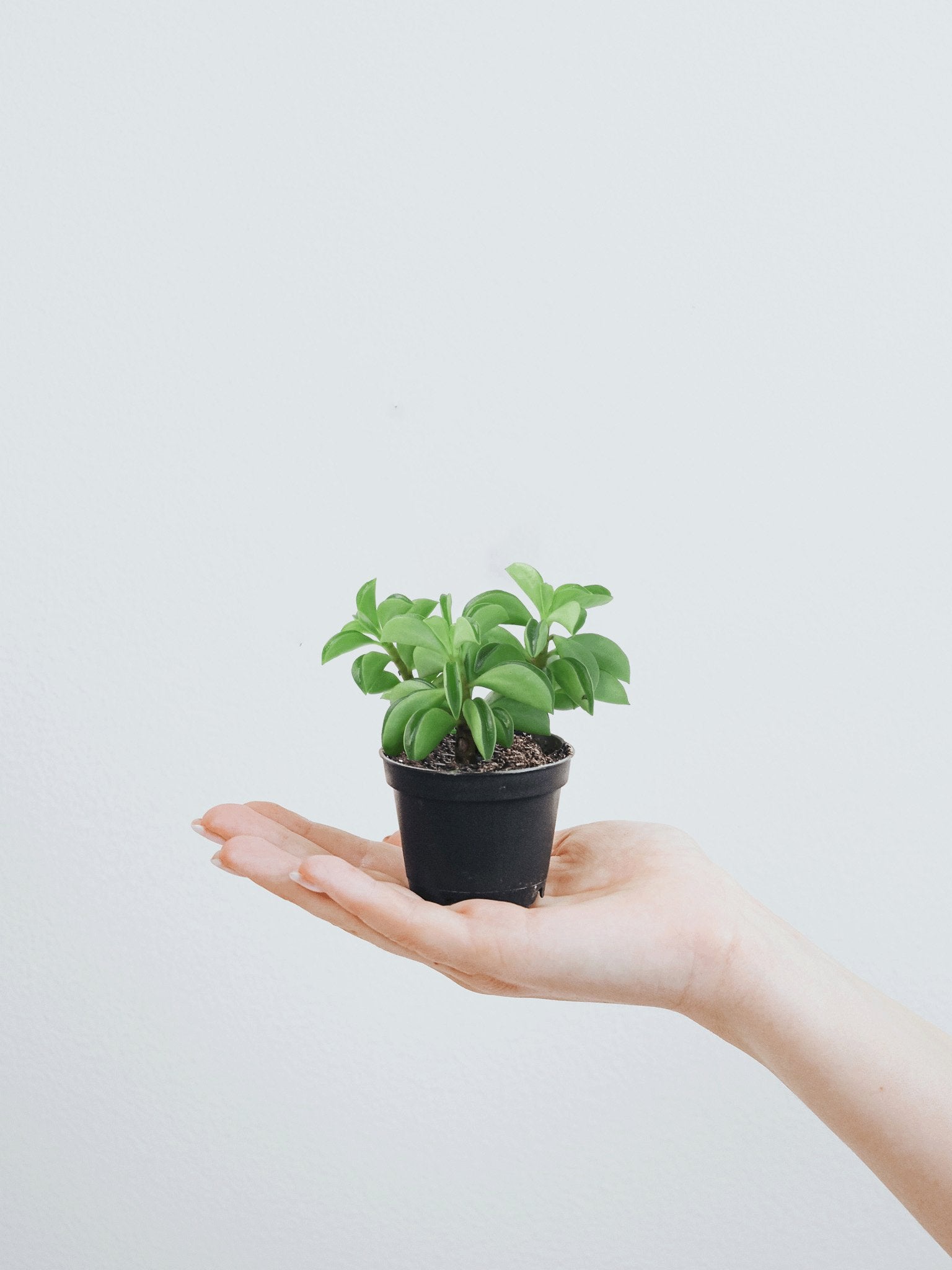 Mini Prayer Pepper | Peperomia dolabriformis | Köp Växter Online ...