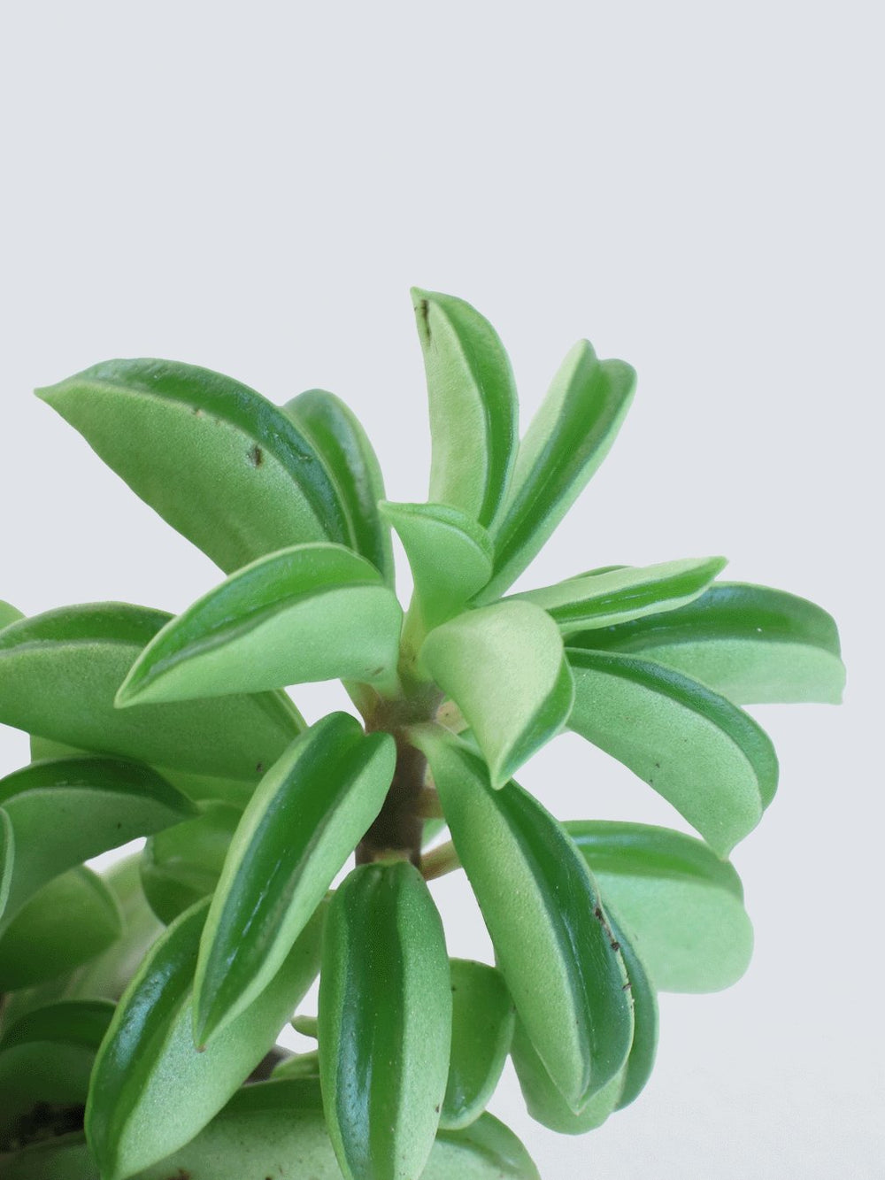 Mini Prayer Pepper | Peperomia dolabriformis | Köp Växter Online ...