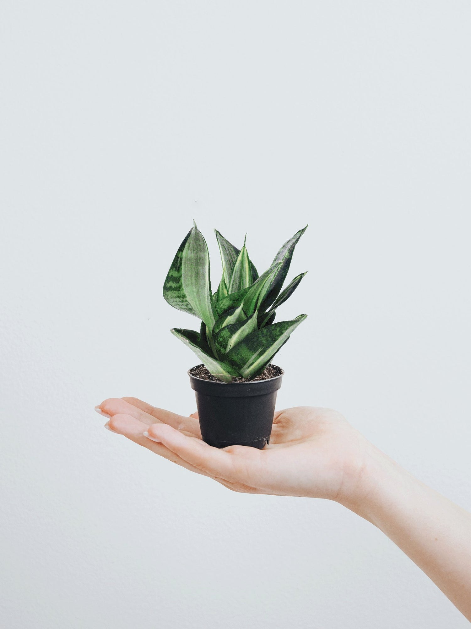 Mini Sansevieria trifasciata 'Hahnii' | Köp Växter Online | Plantredo