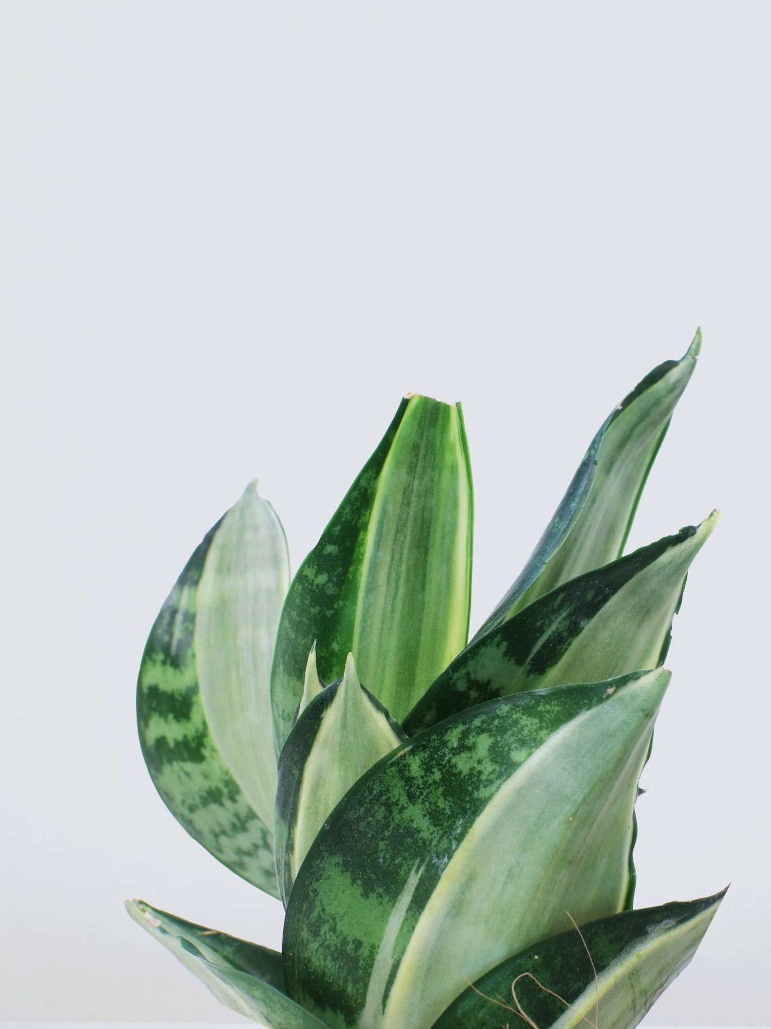 Mini Sansevieria trifasciata 'Hahnii' | Köp Växter Online | Plantredo