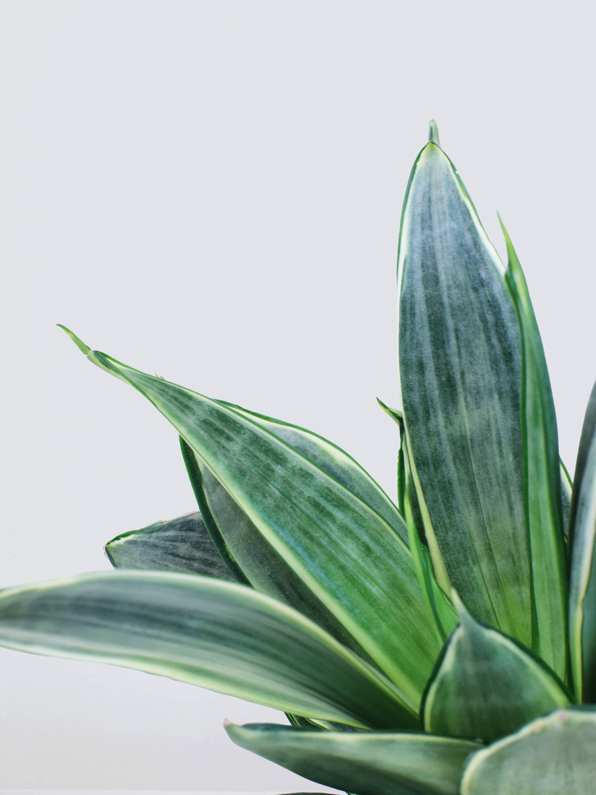 Mini Sansevieria trifasciata 'Hahnii' | Köp Växter Online | Plantredo