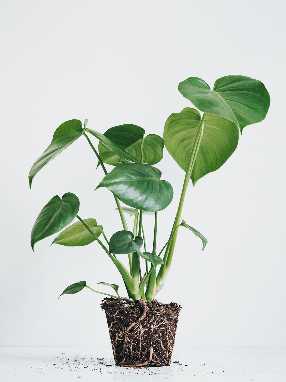 Monstera Deliciosa Skötselråd | Växtguiden