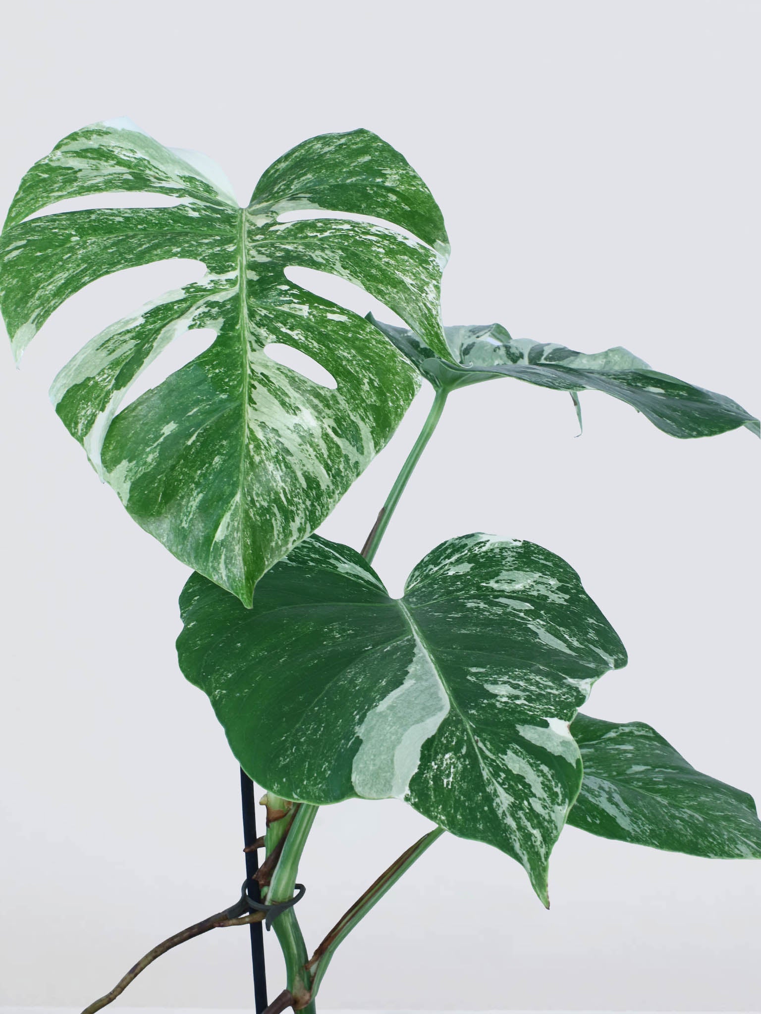 Monstera Variegata | Köp Växter Online | Plantredo