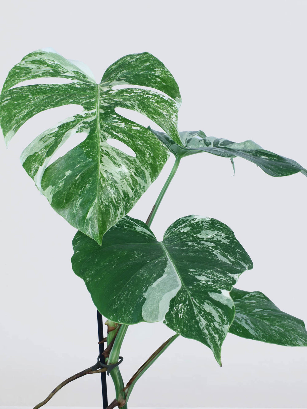 Monstera Variegata | Köp Växter Online | Plantredo