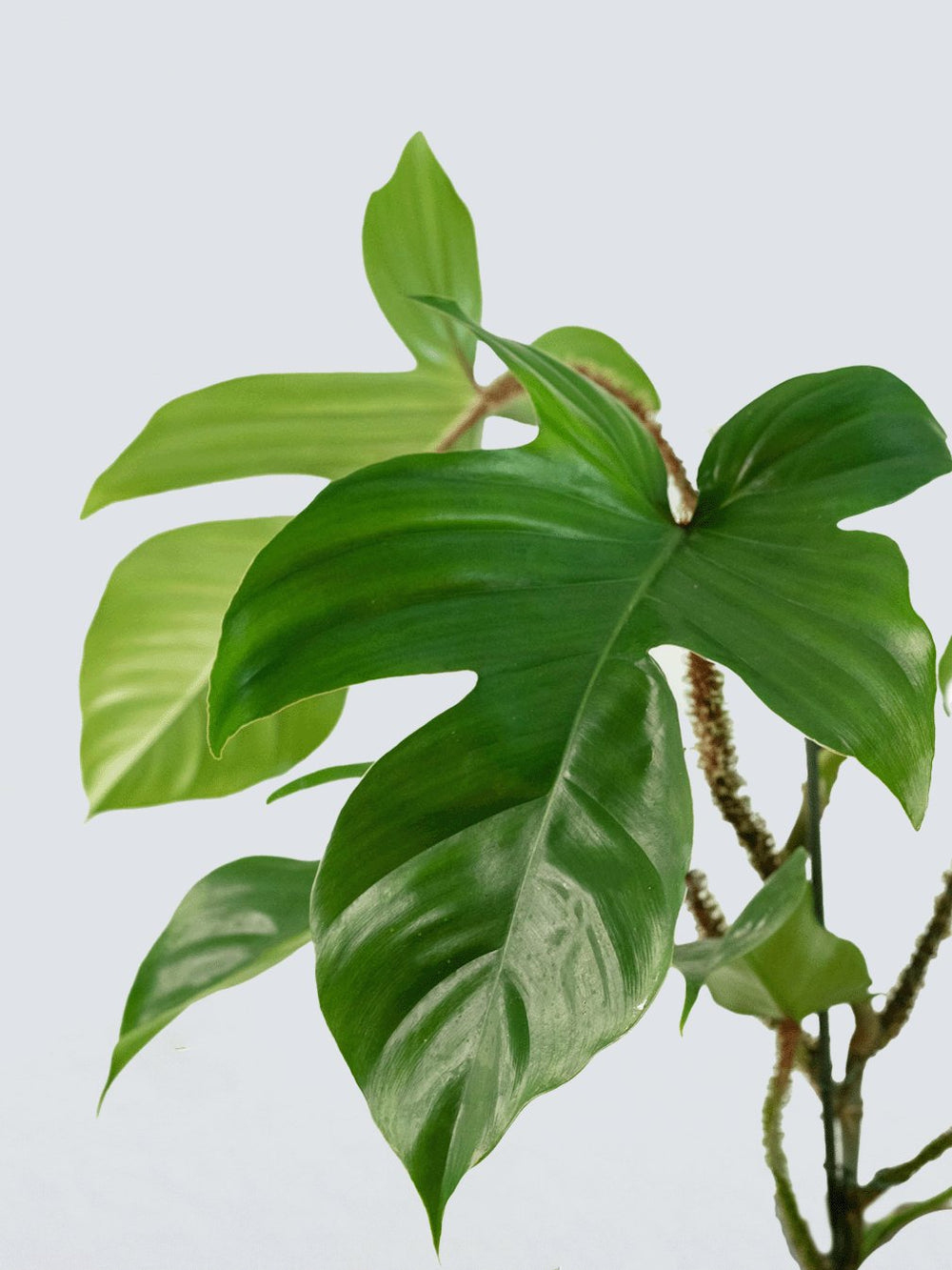 Mossranka | Köp Växter Online | Plantredo