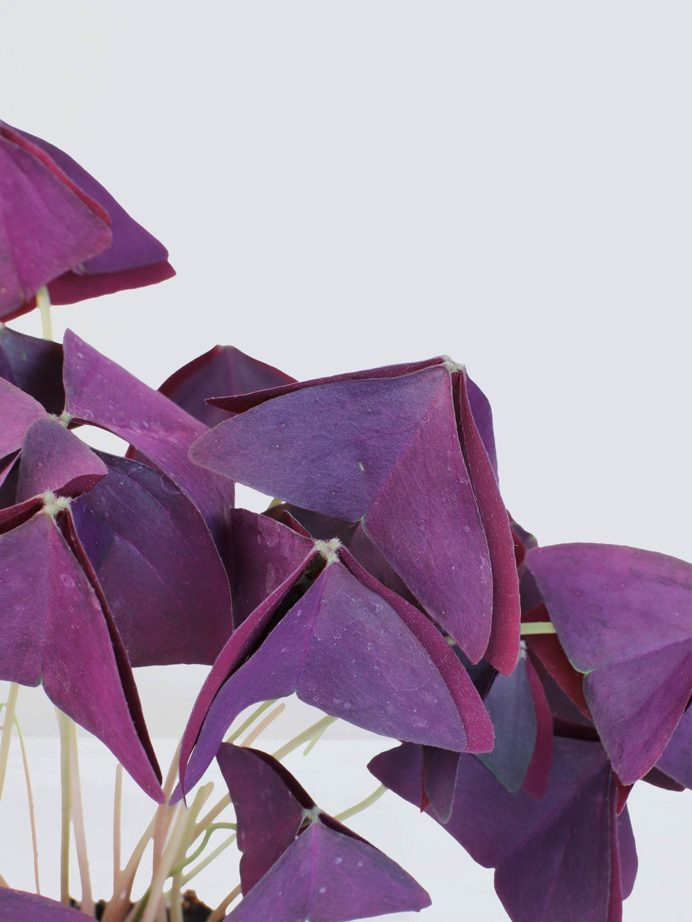 Oxalis triangularis | Triangeloxalis | Plantrédo