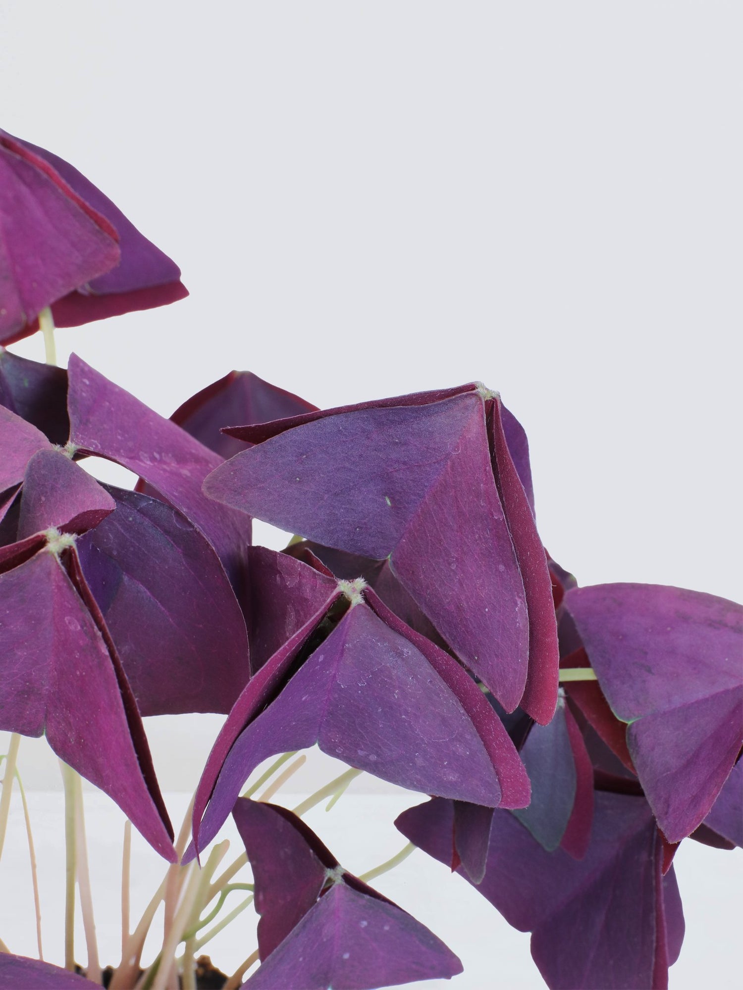 Oxalis triangularis | Triangeloxalis | Plantrédo