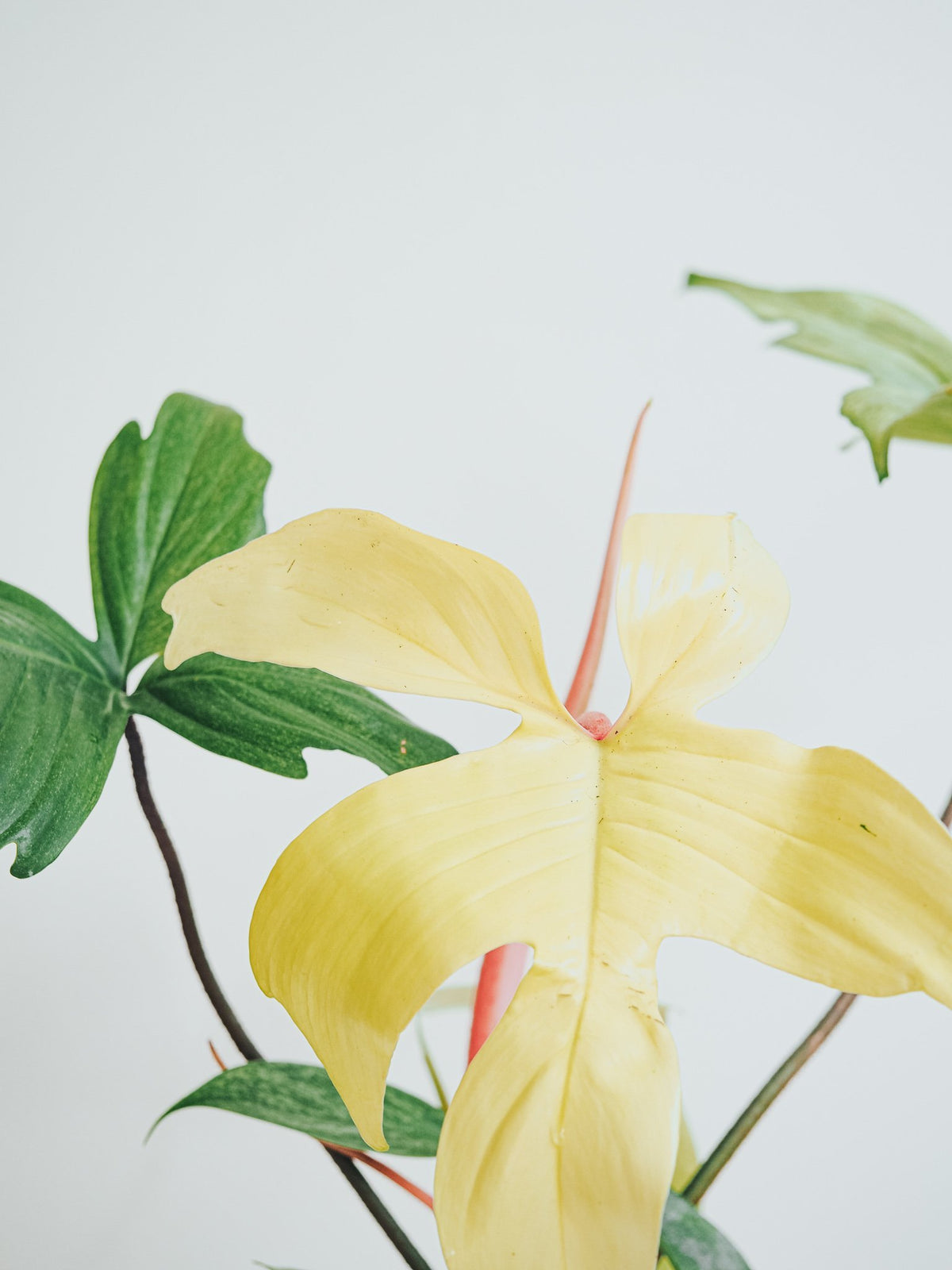 Philodendron ’Florida Ghost’ | Köp Växter Online | Plantredo