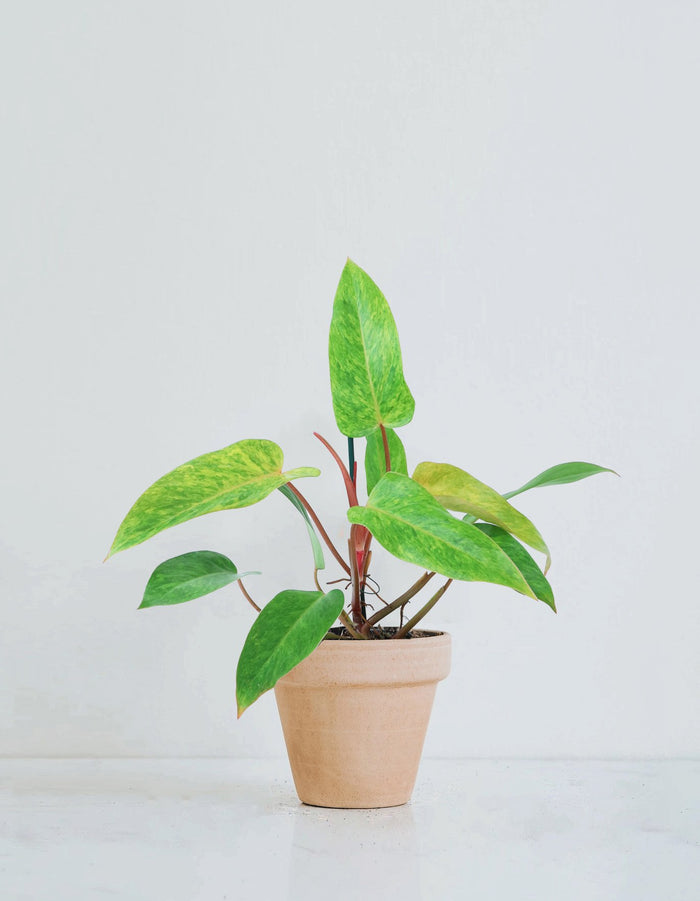 Philodendron 'Painted Lady' | Köp Växter Online | Plantredo