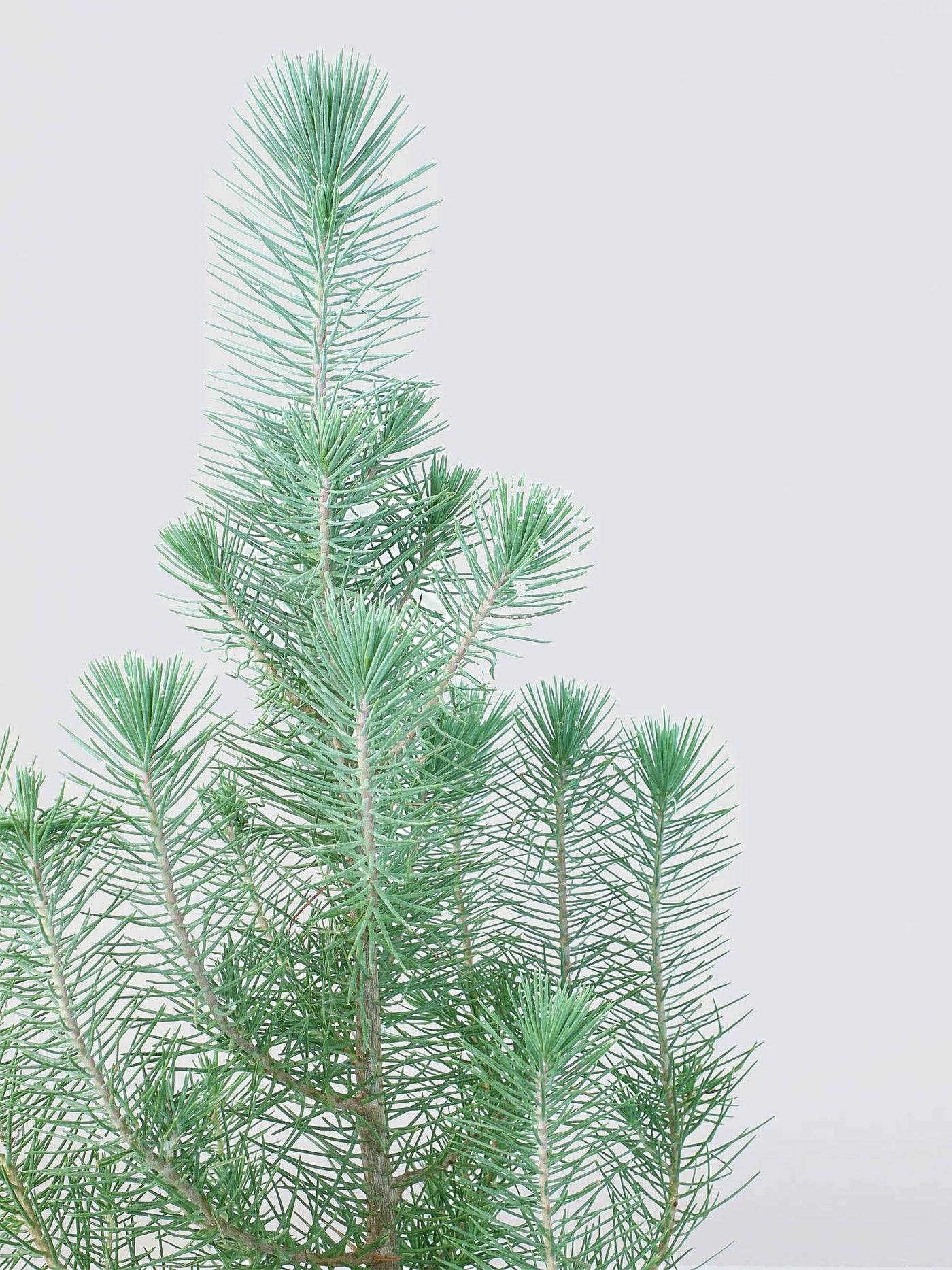 Pinje 'Silver Crest' | Köp Växter Online | Plantredo