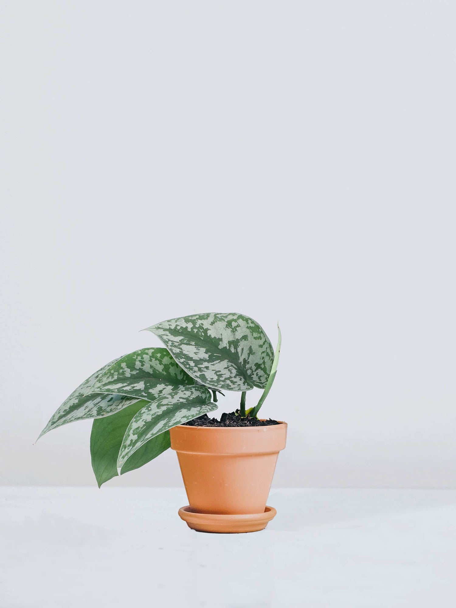 Silverranka | Scindapsus Pictus | Köp Växter Online | Plantredo