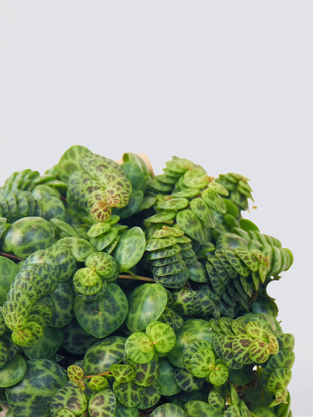 String of Turtles | Peperomia prostrata | Plantredo