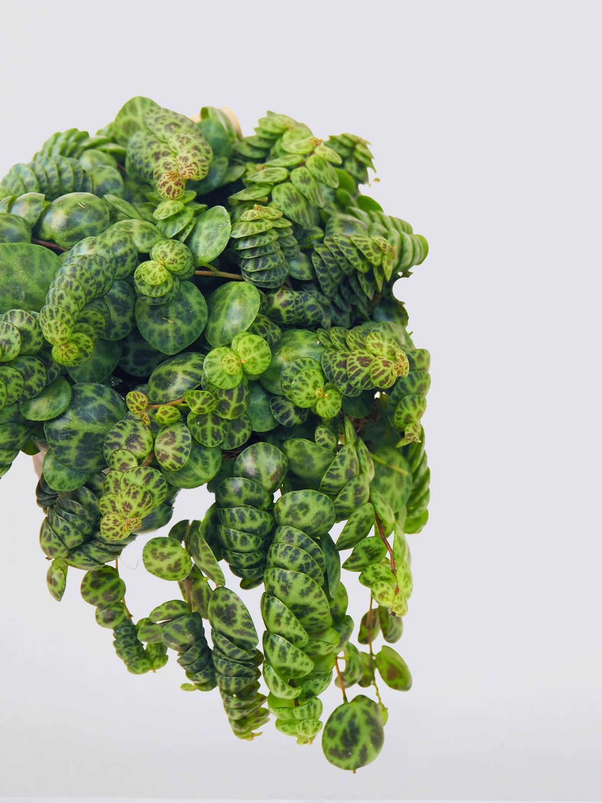 String of Turtles | Peperomia prostrata | Plantredo