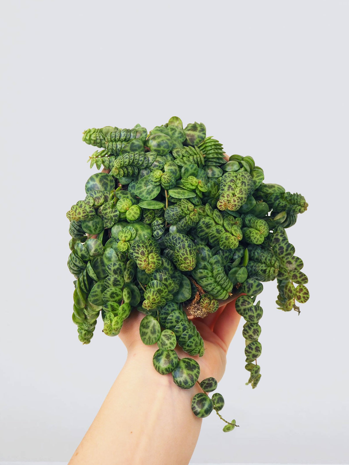 String of Turtles | Peperomia prostrata | Plantredo